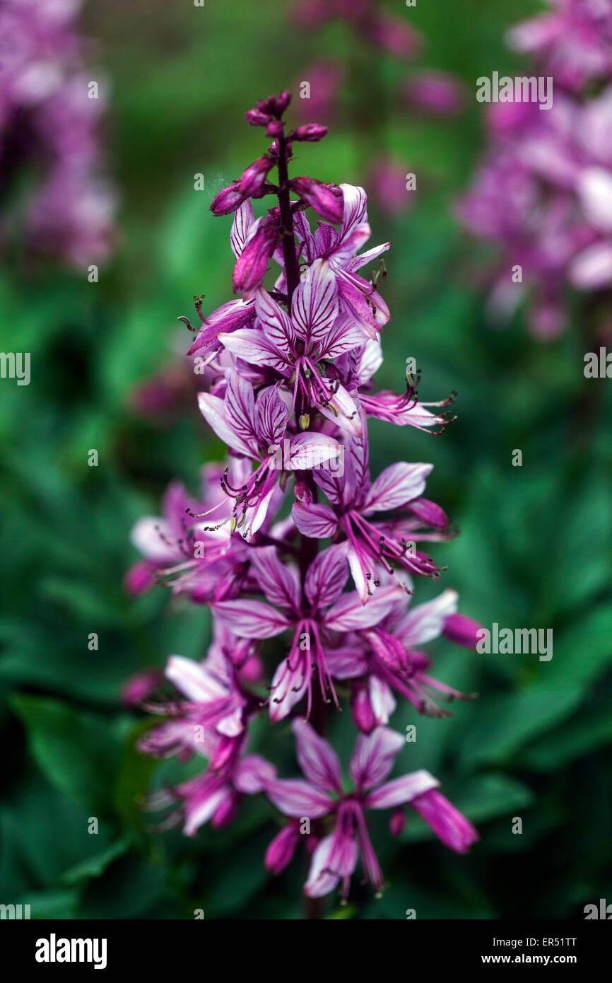 Pink Gas Plant Dictamnus albus 'Purpureus' Stock Photo - Alamy