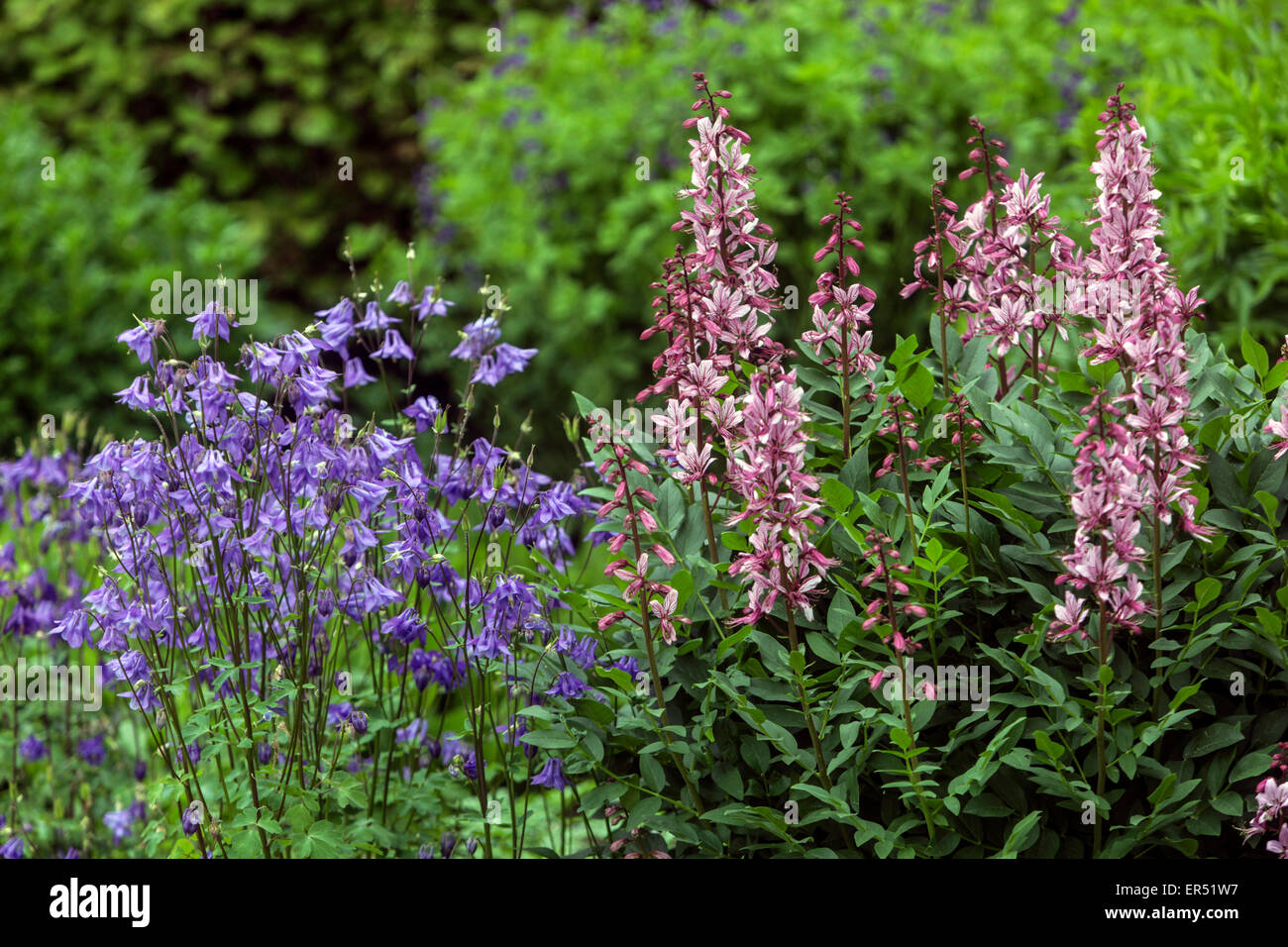 Pink Burning Bush, Gas Plant Dictamnus albus 'Purpureus' Blue Aquilegia ...