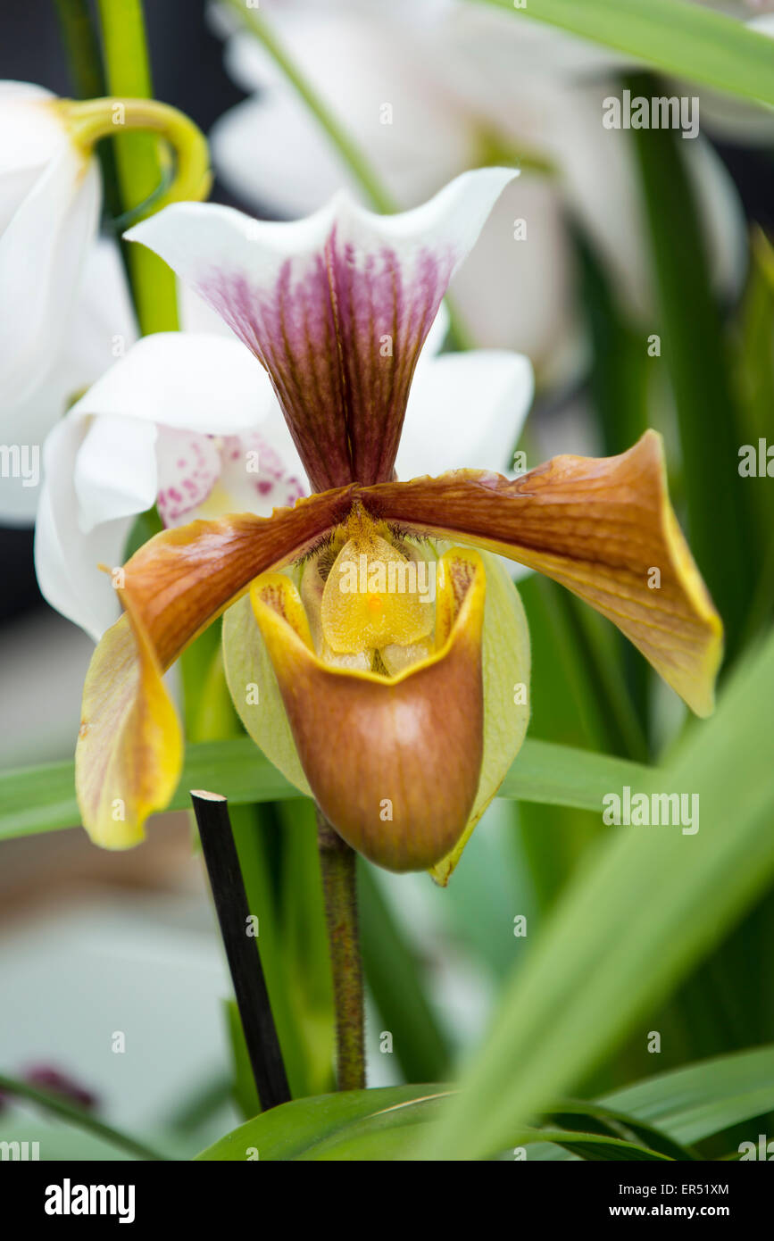 greenhouse Orchids orchid name from Greek testicle orchidaceae flora ...