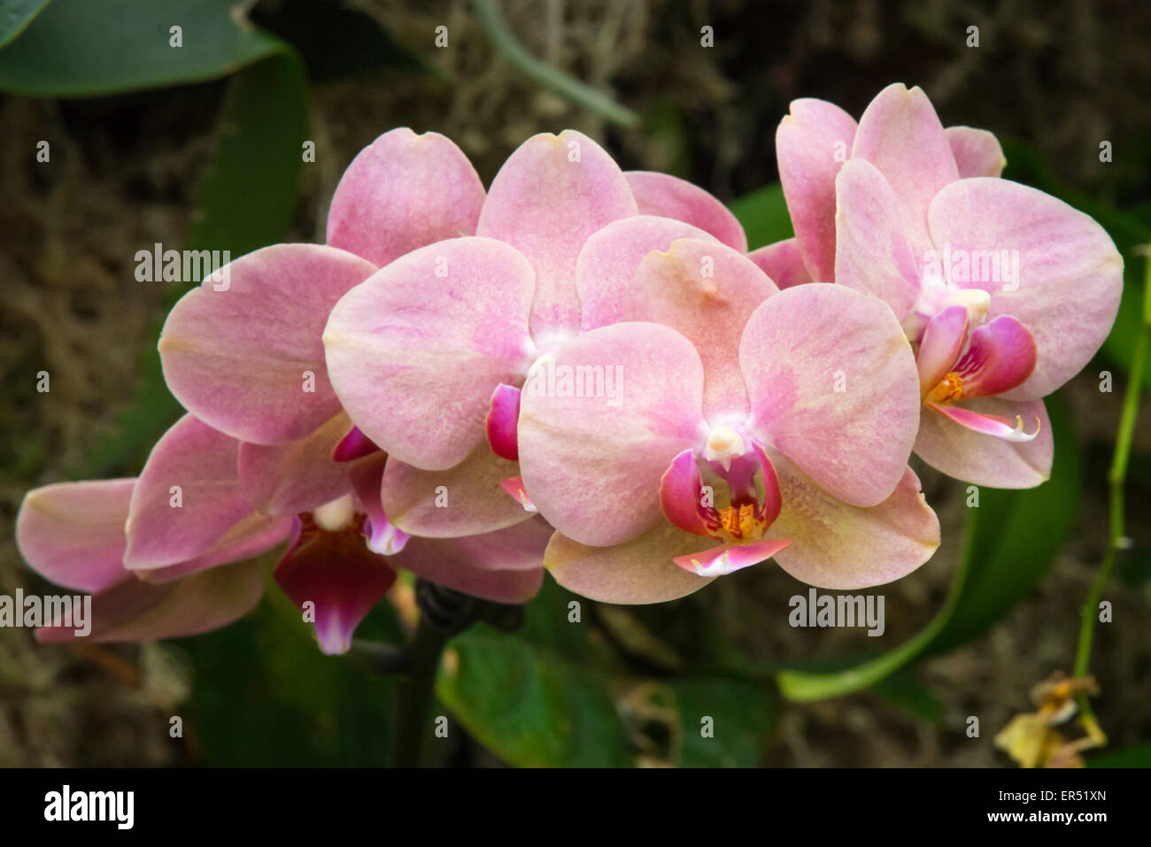greenhouse Orchids orchid name from Greek testicle orchidaceae flora ...