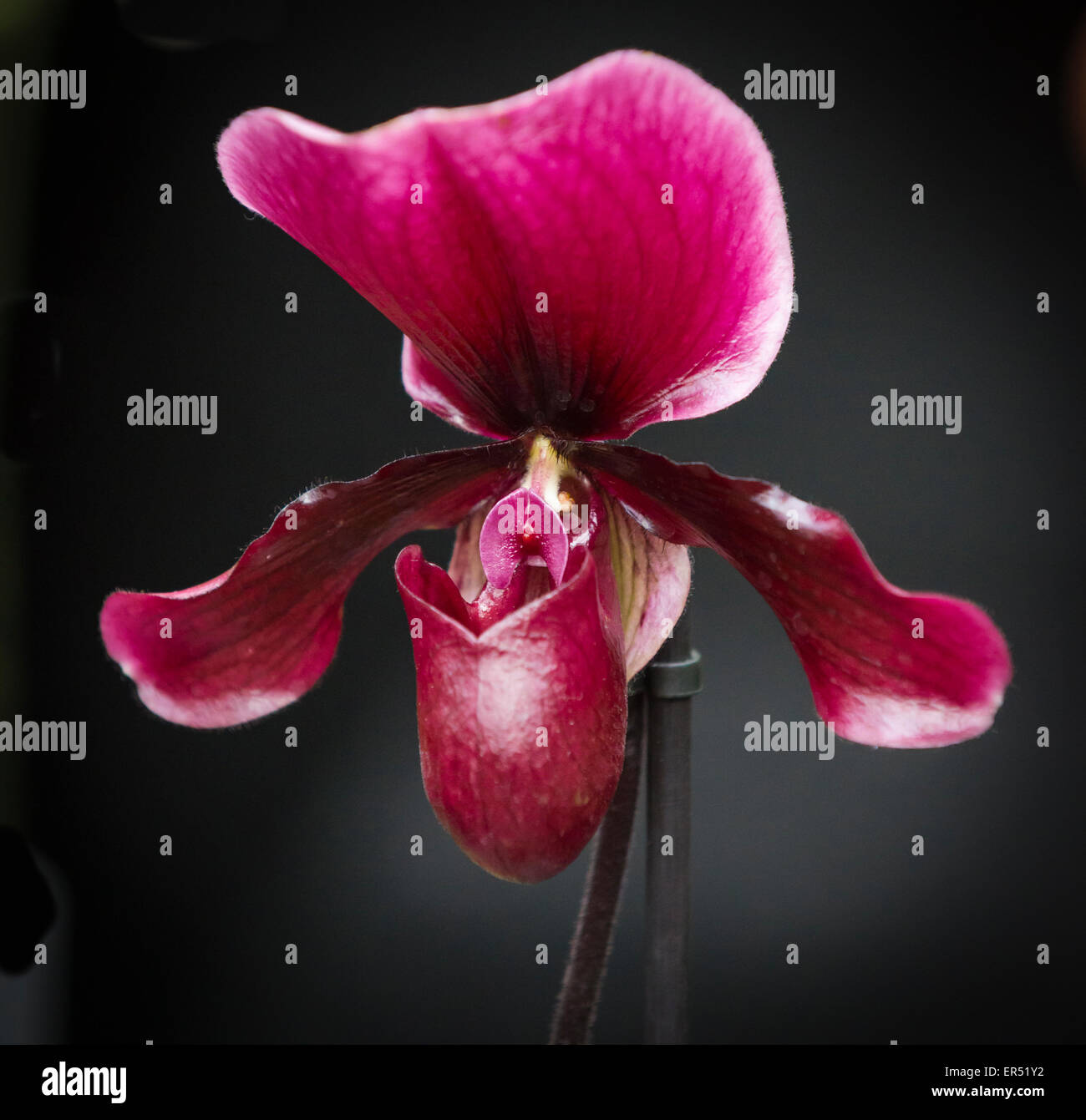 greenhouse Orchids orchid name from Greek testicle orchidaceae flora ...