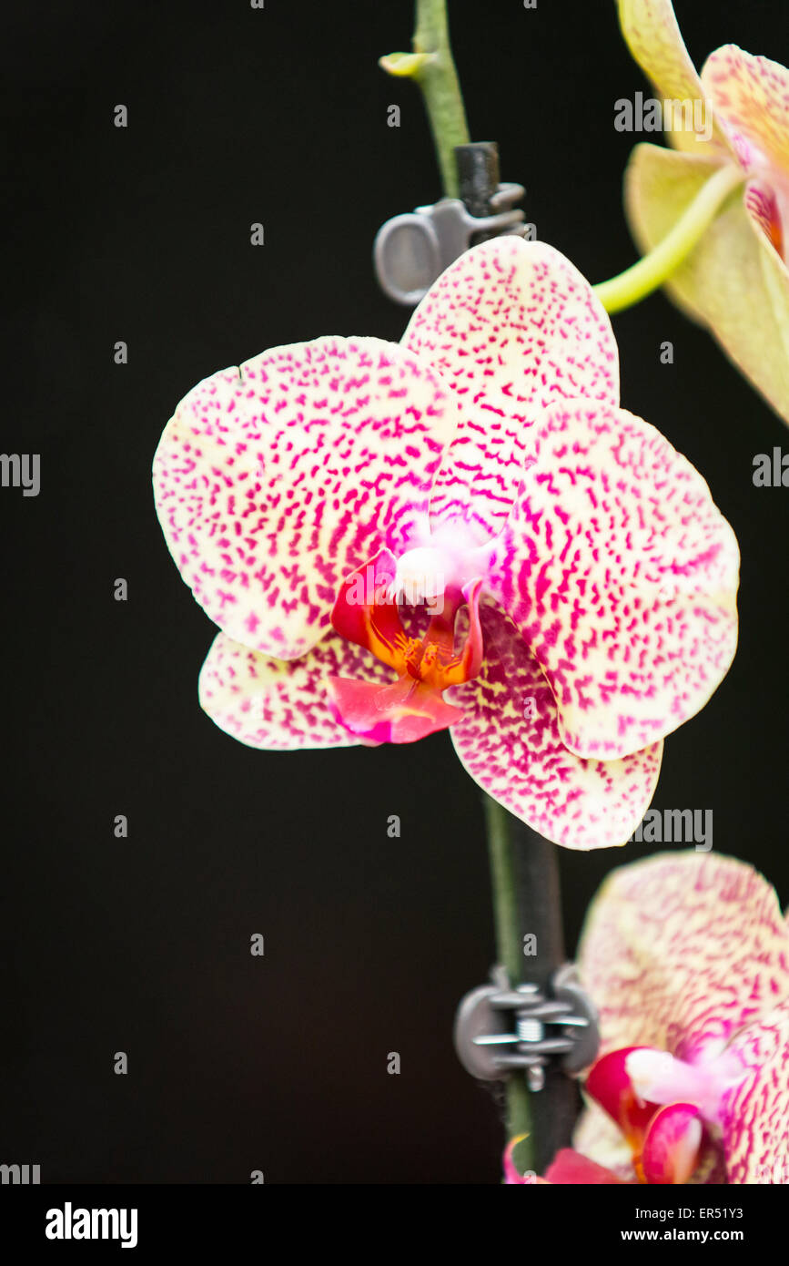 greenhouse Orchids orchid name from Greek testicle orchidaceae flora ...