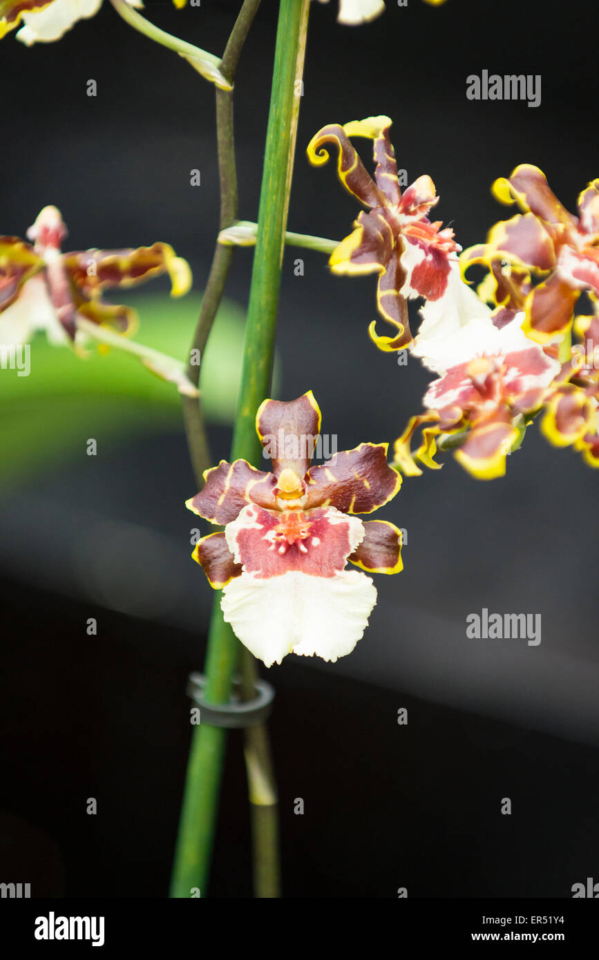 greenhouse Orchids orchid name from Greek testicle orchidaceae flora ...