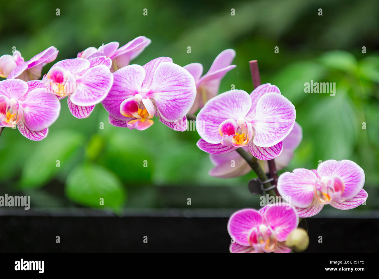 greenhouse Orchids orchid name from Greek testicle orchidaceae flora ...