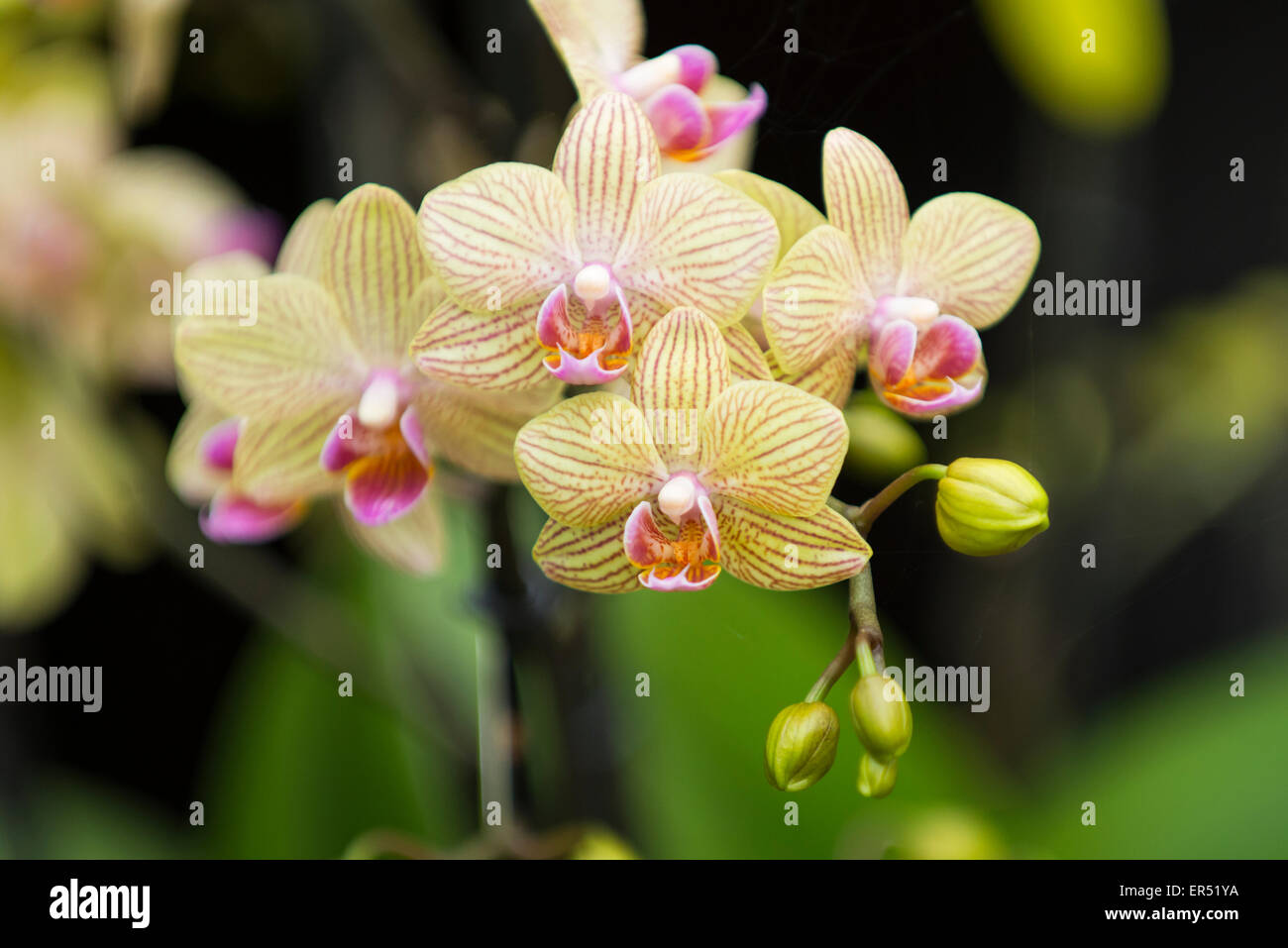 greenhouse Orchids orchid name from Greek testicle orchidaceae flora ...