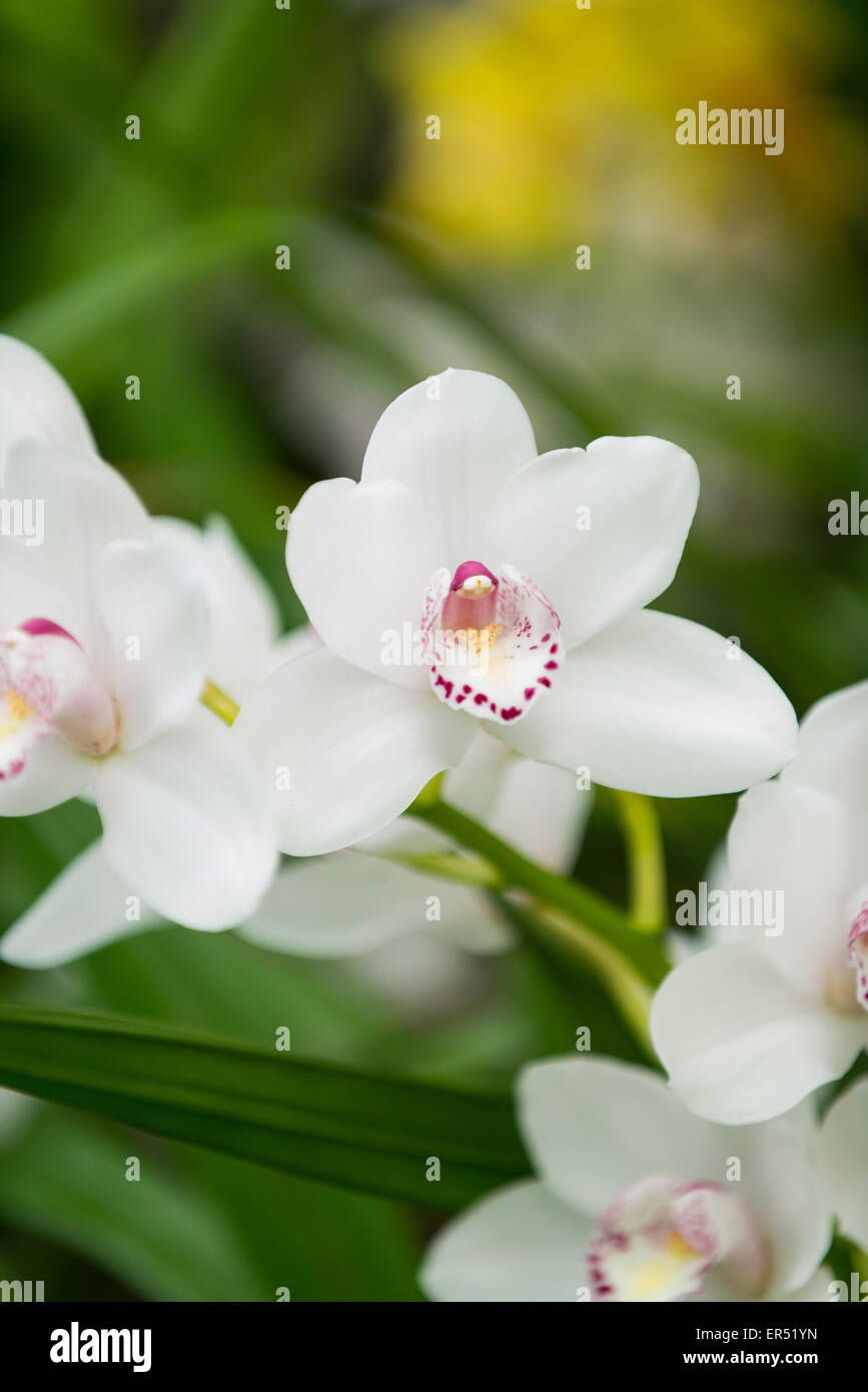 greenhouse Orchids orchid name from Greek testicle orchidaceae flora ...