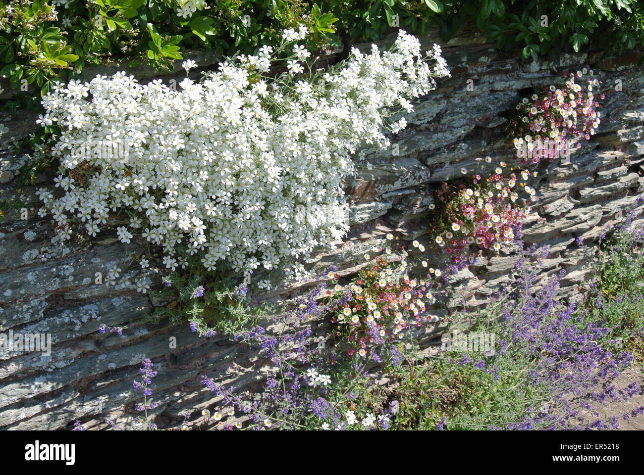 Snow in summer ground hi-res stock photography and images - Alamy