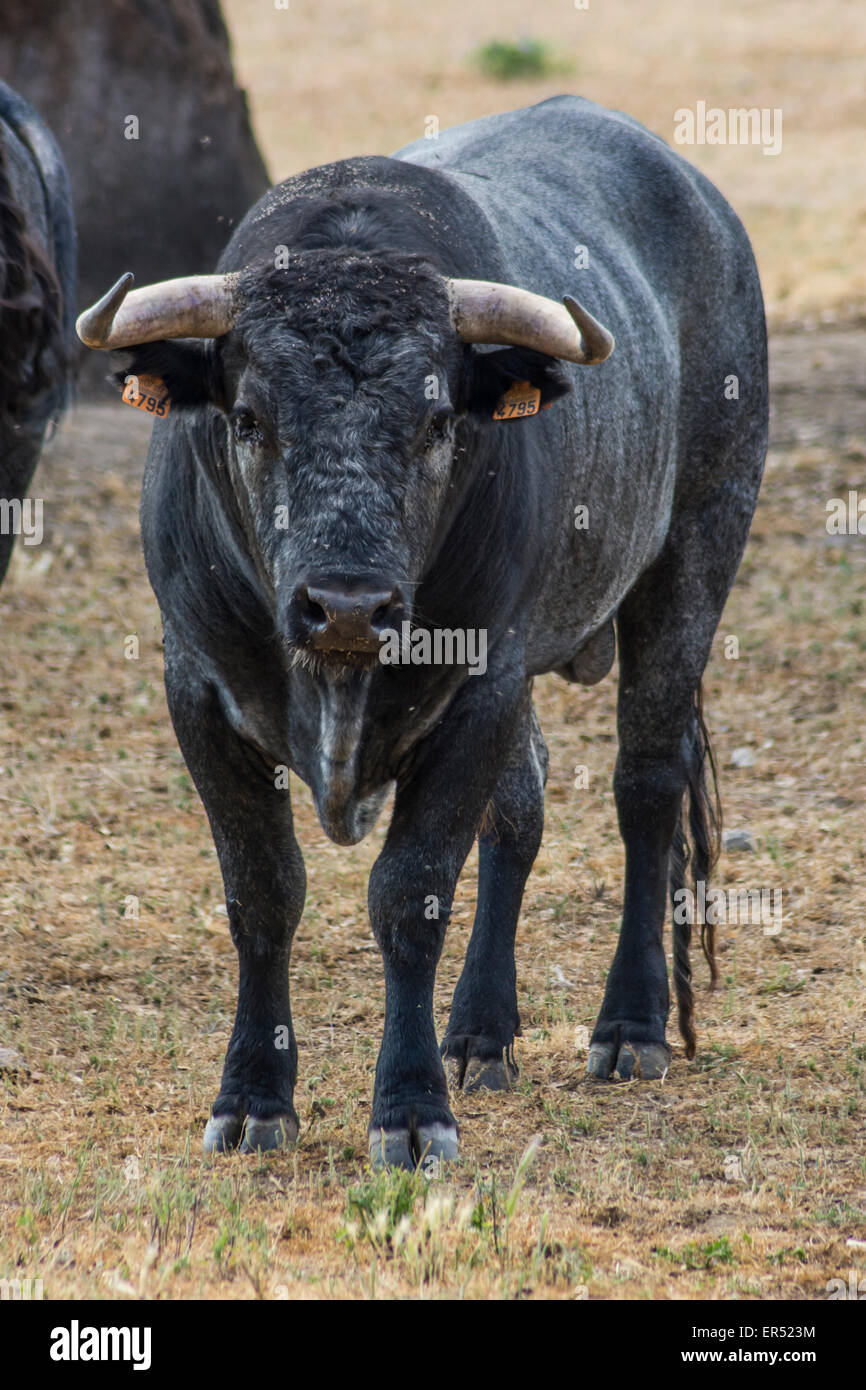 Brown bull animal hi-res stock photography and images - Alamy