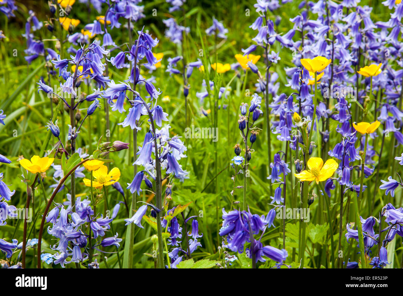 Bluebells and buttercups Stock Photo - Alamy