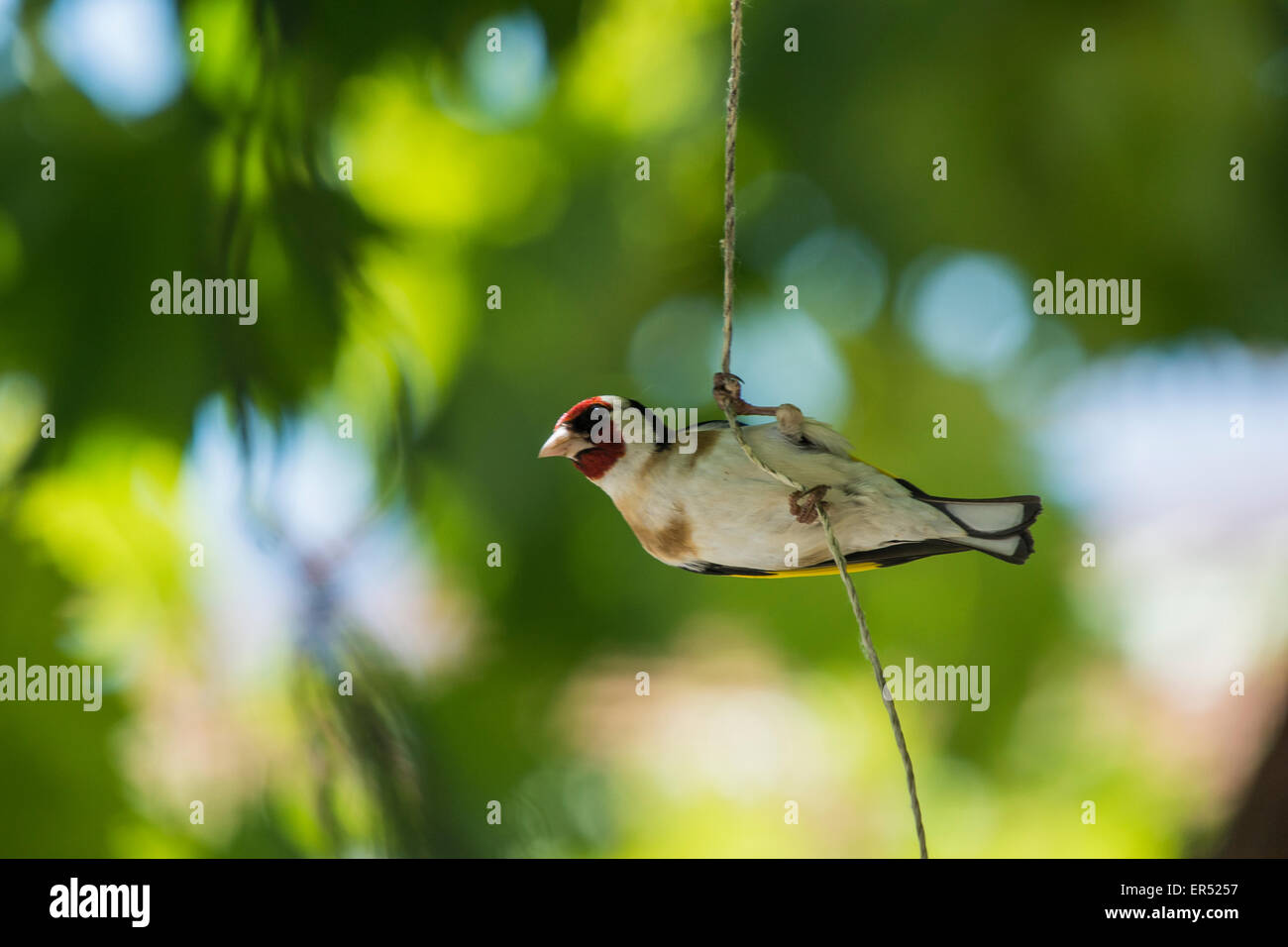 Solitary goldfinch hi-res stock photography and images - Alamy