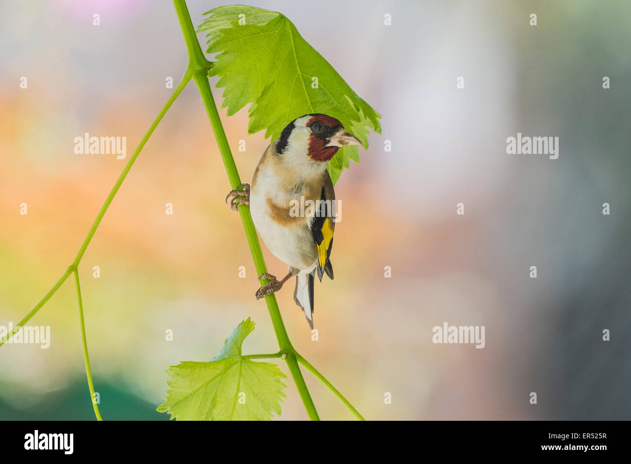 Goldfinch cut out hi-res stock photography and images - Alamy
