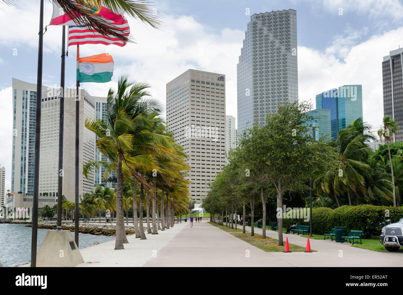Downtown Miami, Florida. Path through coconut trees Stock Photo - Alamy