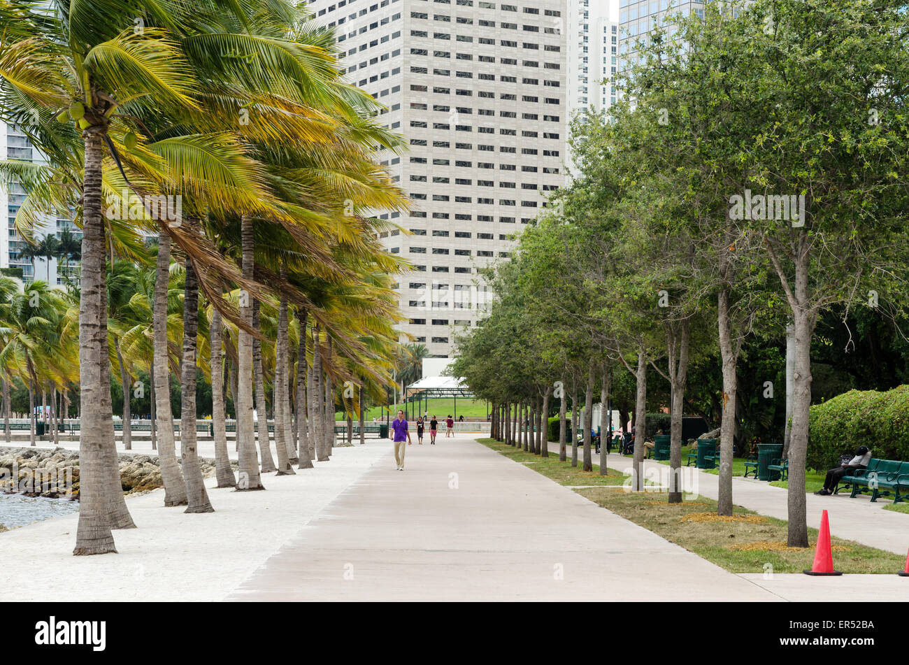Downtown Miami, Florida. Path through coconut trees Stock Photo - Alamy