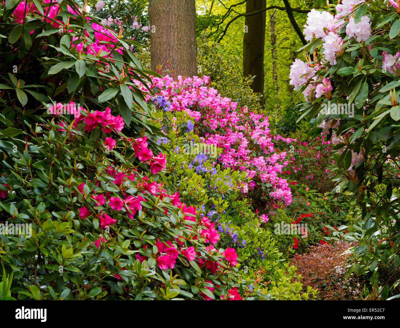 Rhododendrons in spring at Lea Gardens a popular tourist attraction ...