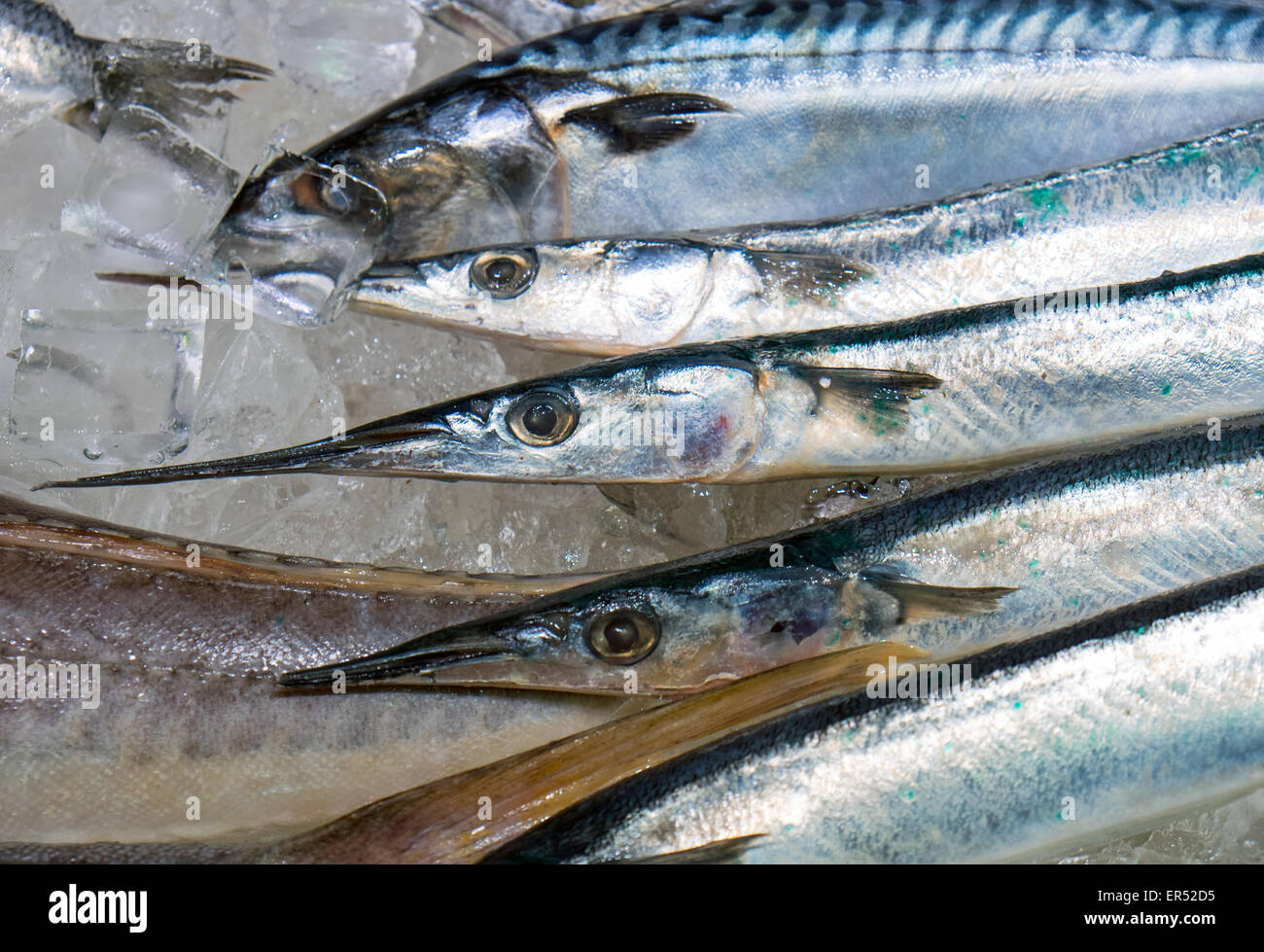 Garfish hi-res stock photography and images - Alamy