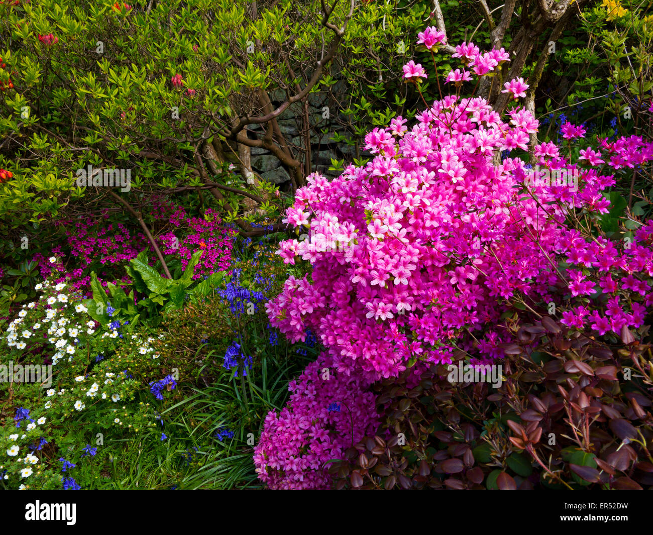 Rhododendrons in spring at Lea Gardens a popular tourist attraction ...