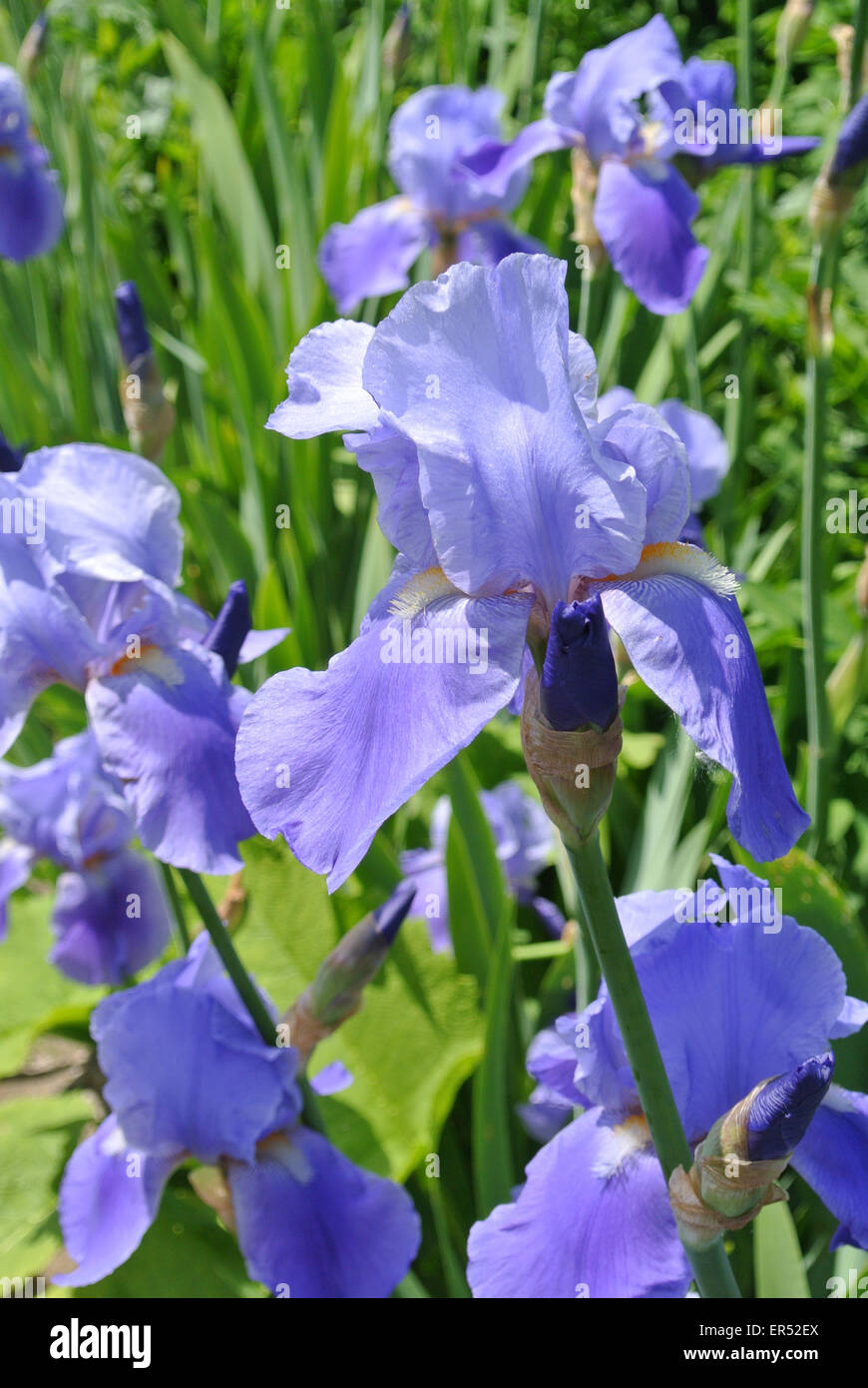 Blue flag iris Stock Photo - Alamy