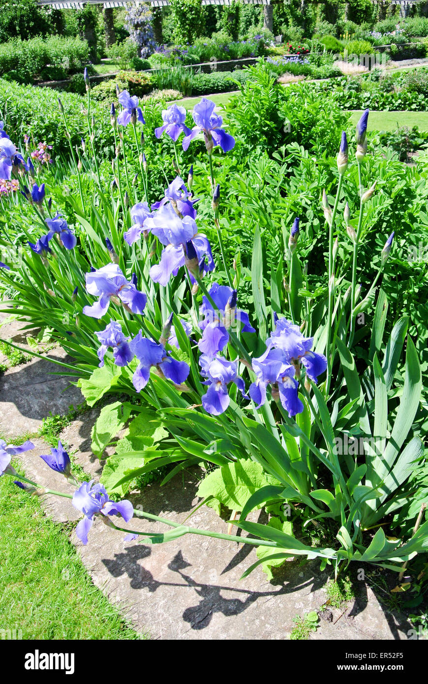Blue flag iris Stock Photo - Alamy