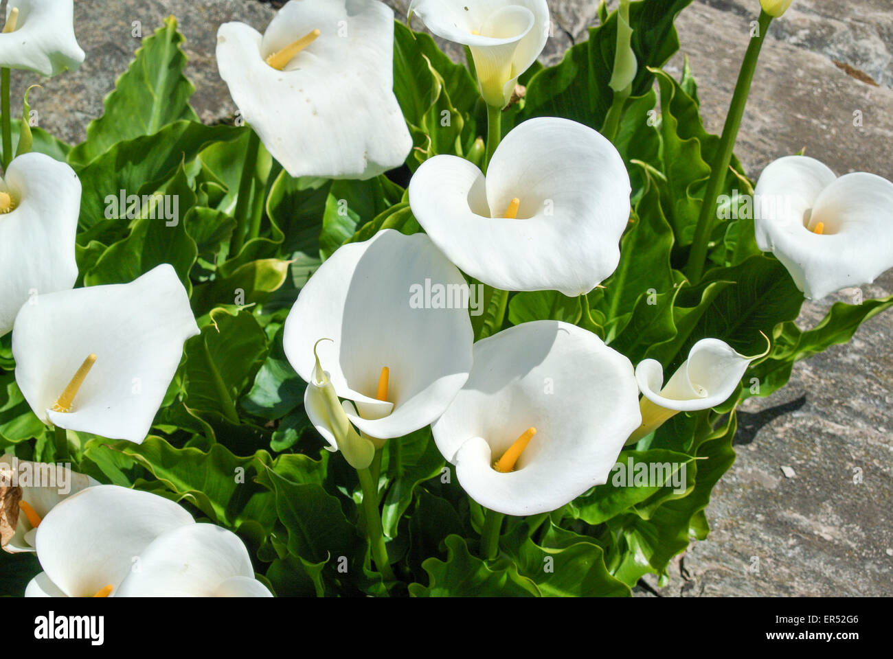 Zantedeschia white Arum lilies Stock Photo - Alamy