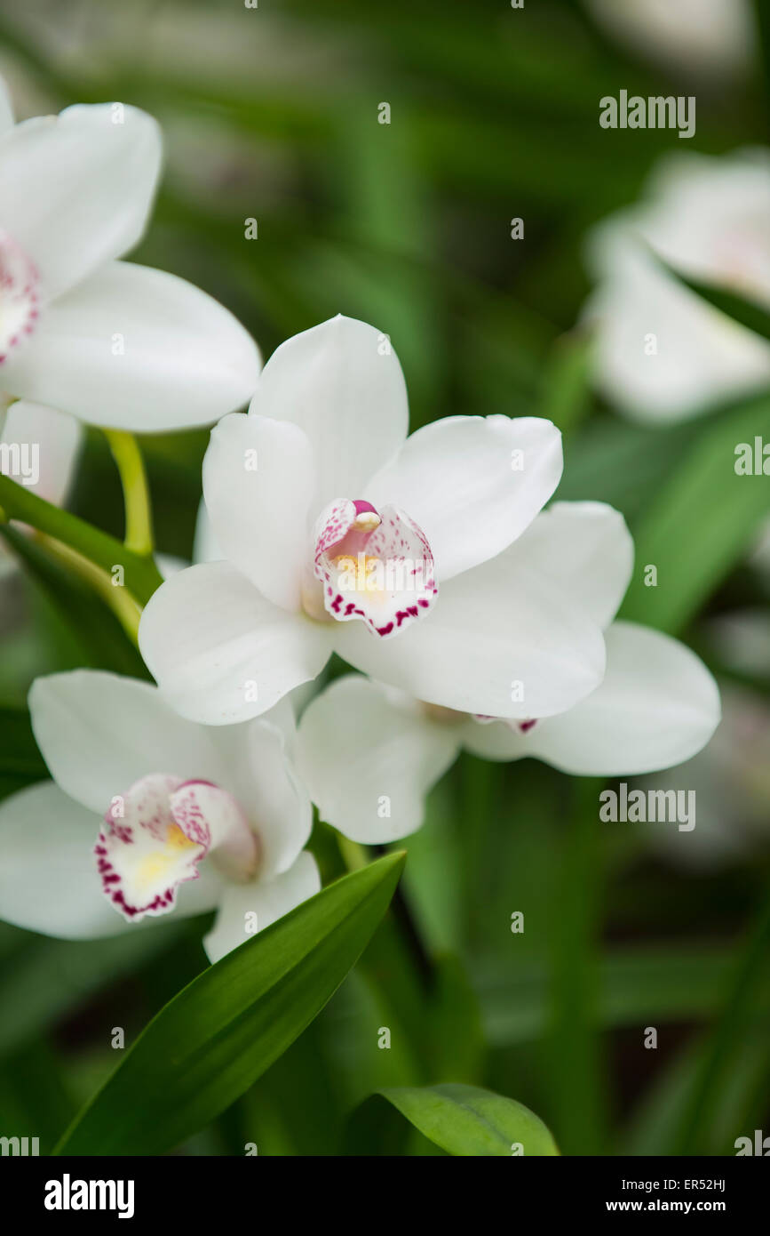 greenhouse Orchids orchid name from Greek testicle orchidaceae flora ...