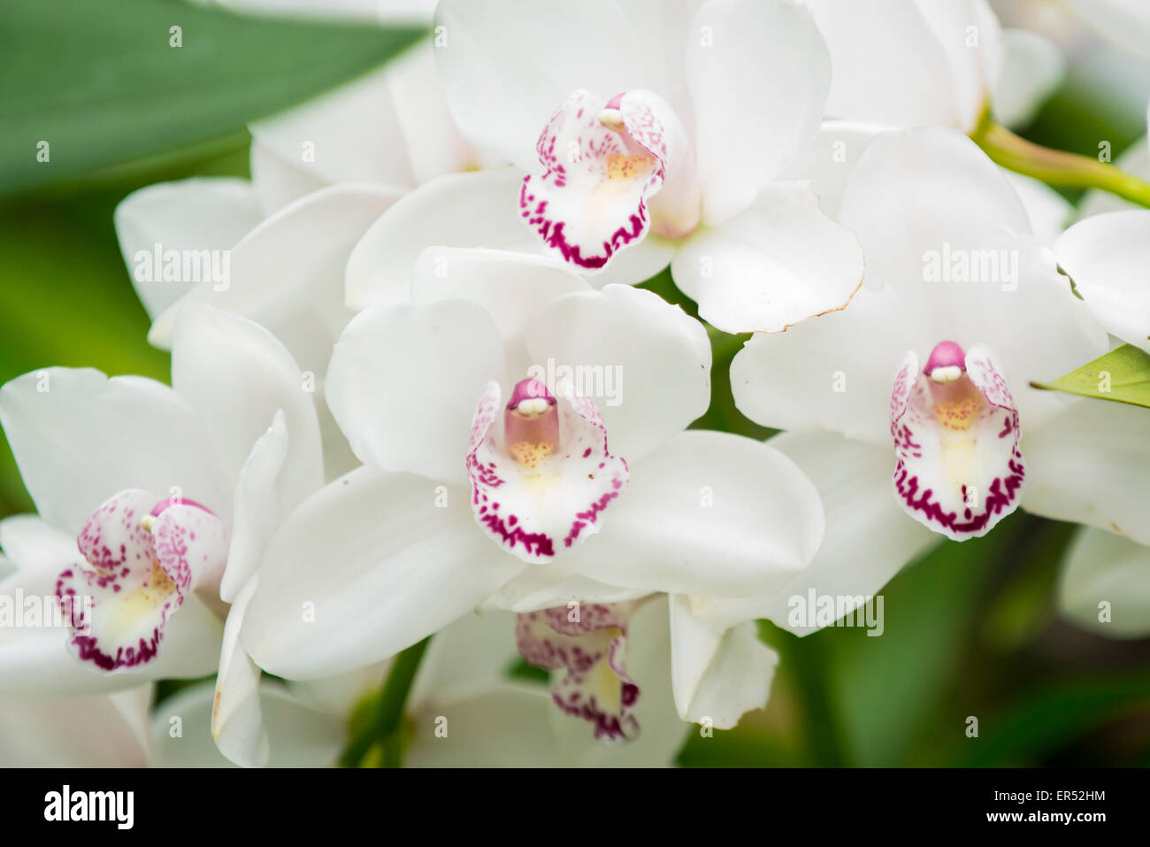 greenhouse Orchids orchid name from Greek testicle orchidaceae flora ...