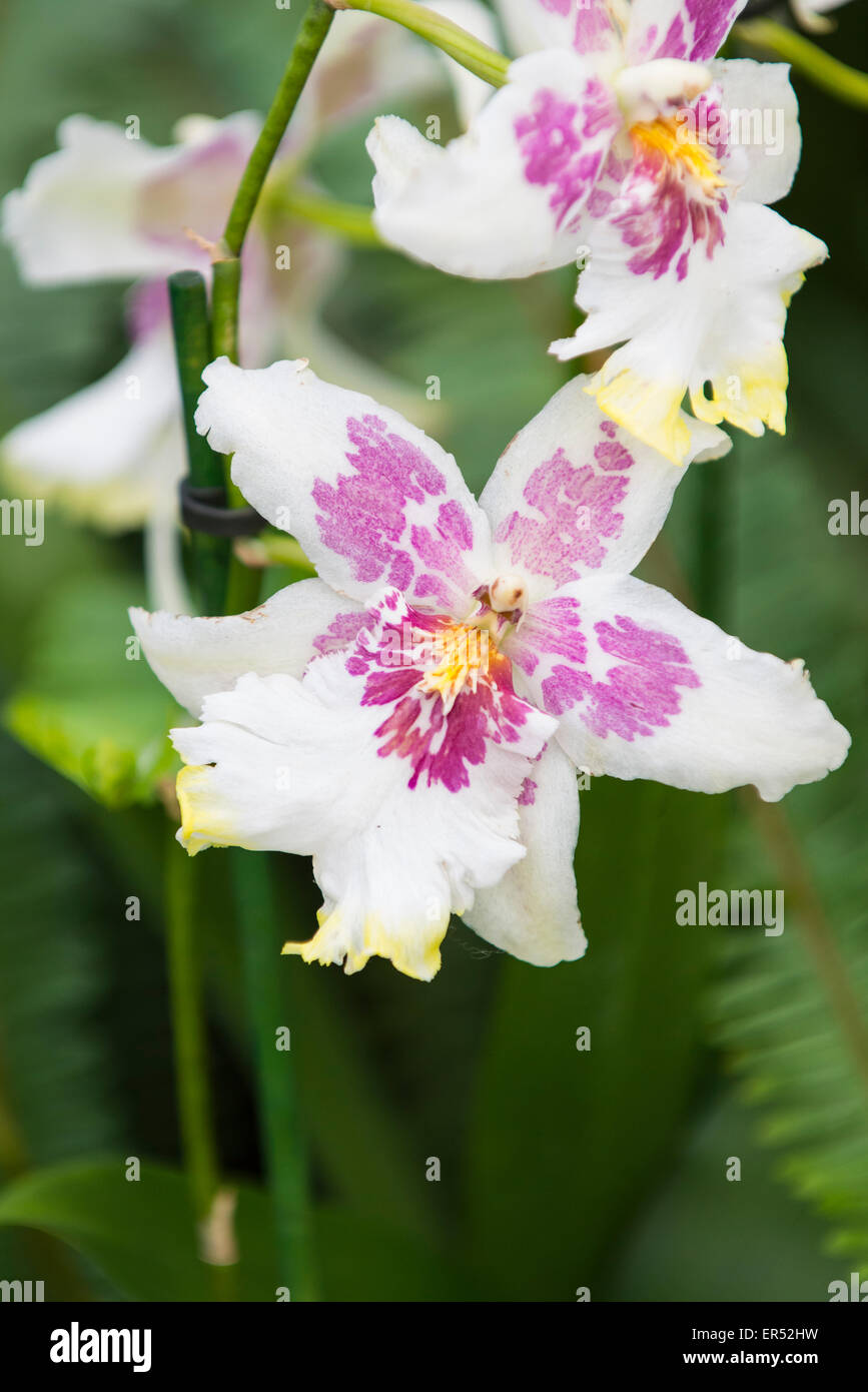 greenhouse Orchids orchid name from Greek testicle orchidaceae flora ...