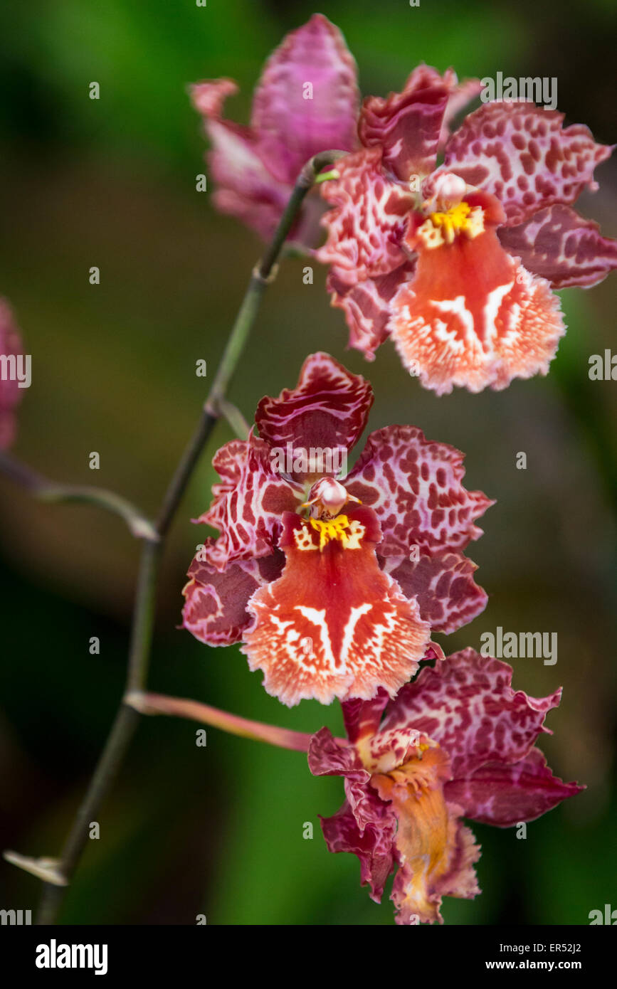 greenhouse Orchids orchid name from Greek testicle orchidaceae flora ...