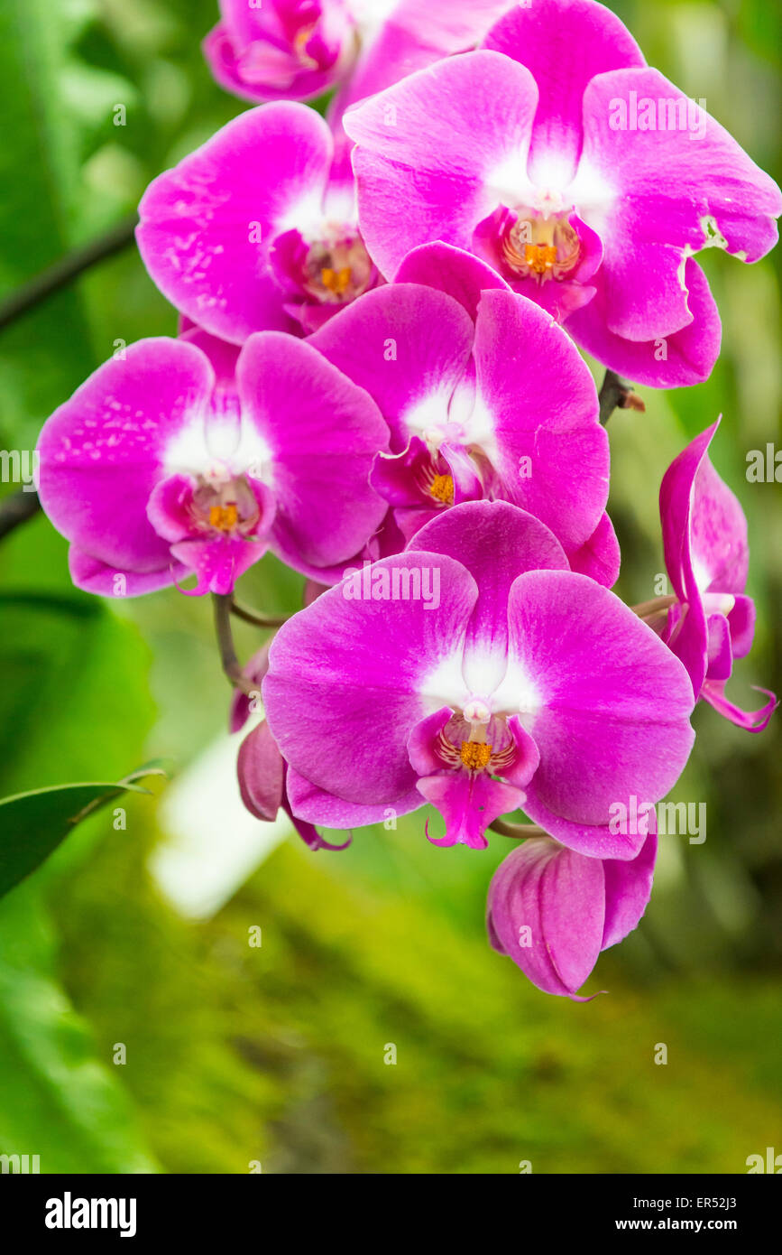 greenhouse Orchids orchid name from Greek testicle orchidaceae flora ...
