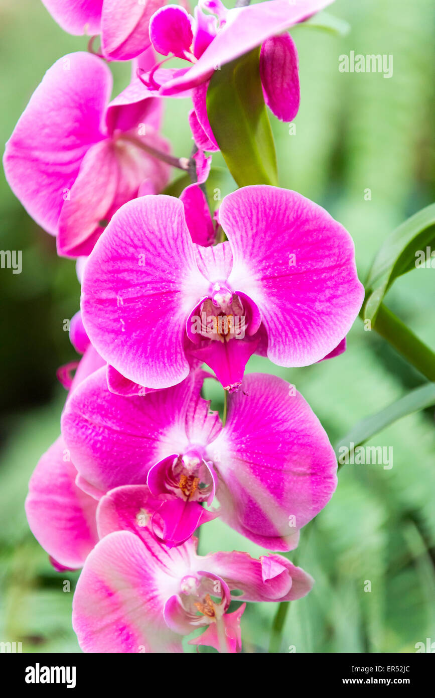 greenhouse Orchids orchid name from Greek testicle orchidaceae flora ...