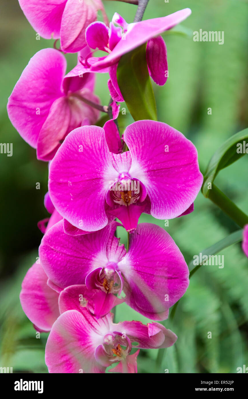 greenhouse Orchids orchid name from Greek testicle orchidaceae flora ...
