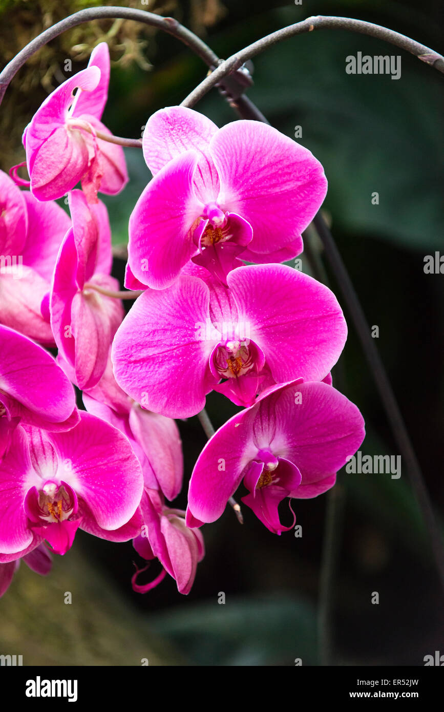greenhouse Orchids orchid name from Greek testicle orchidaceae flora ...