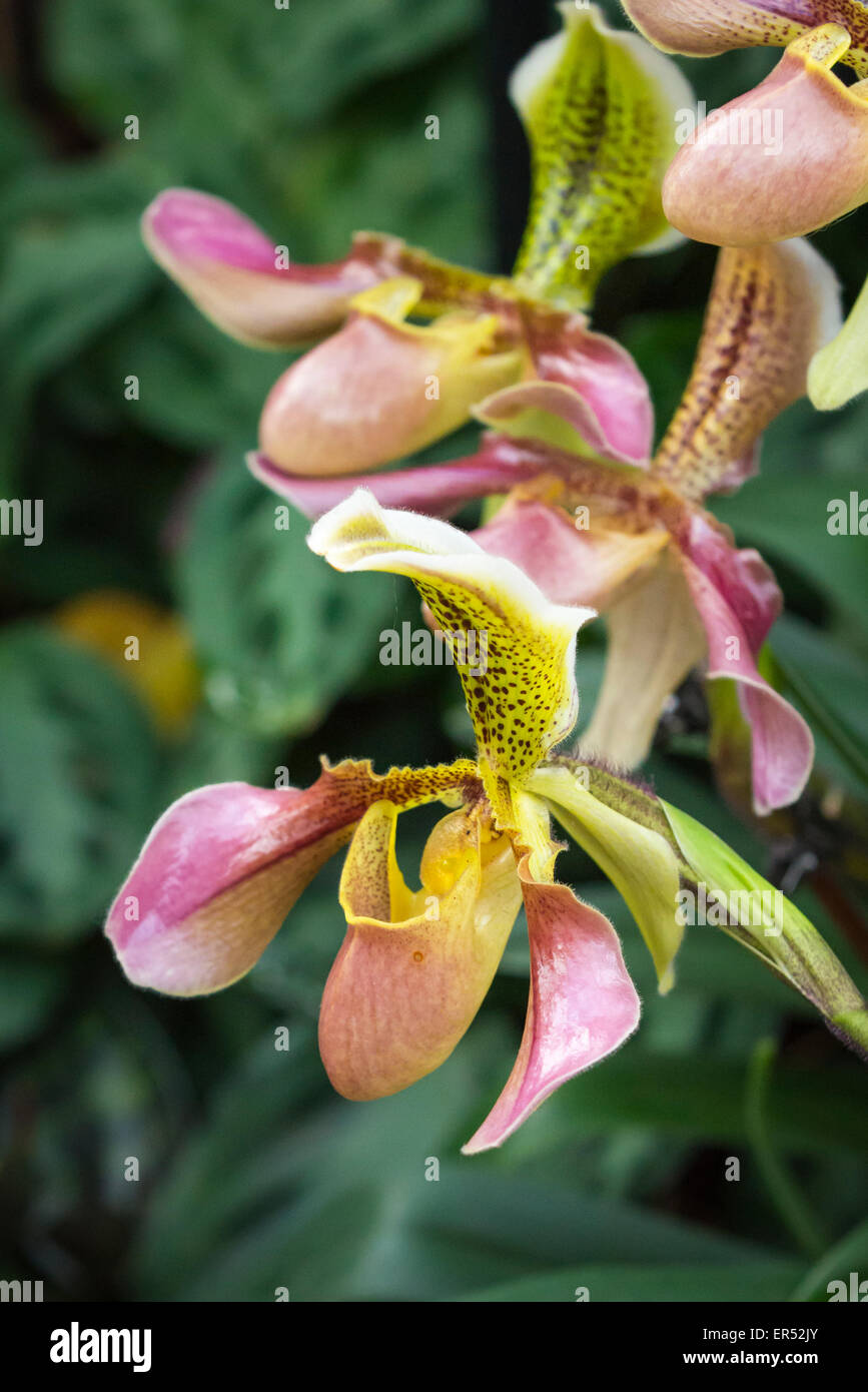greenhouse Orchids orchid name from Greek testicle orchidaceae flora ...