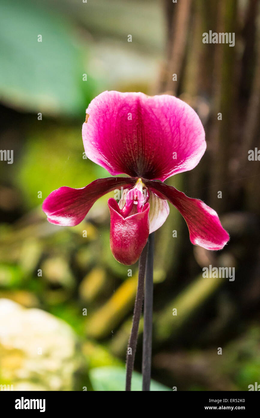 greenhouse Orchids orchid name from Greek testicle orchidaceae flora ...
