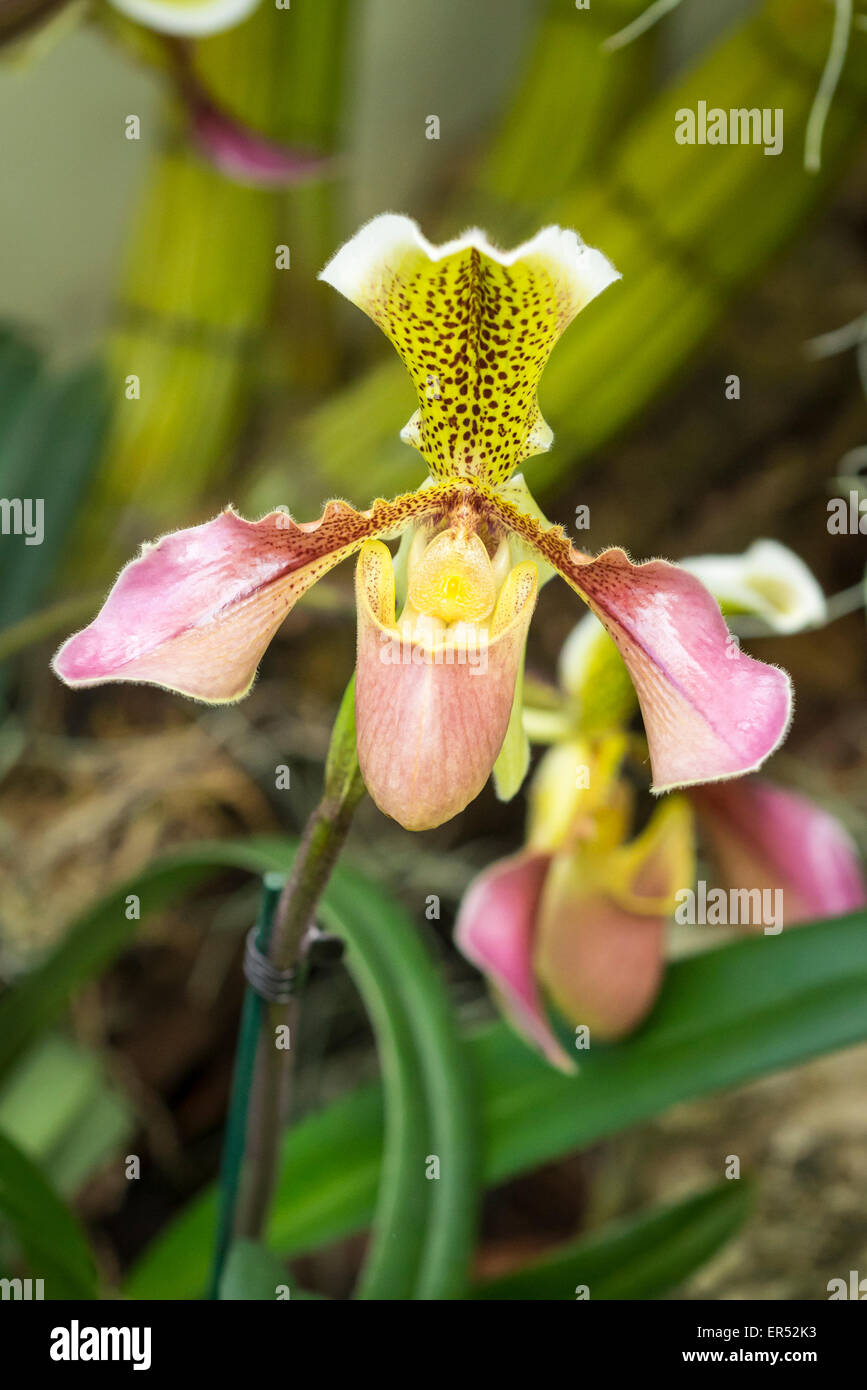 greenhouse Orchids orchid name from Greek testicle orchidaceae flora ...