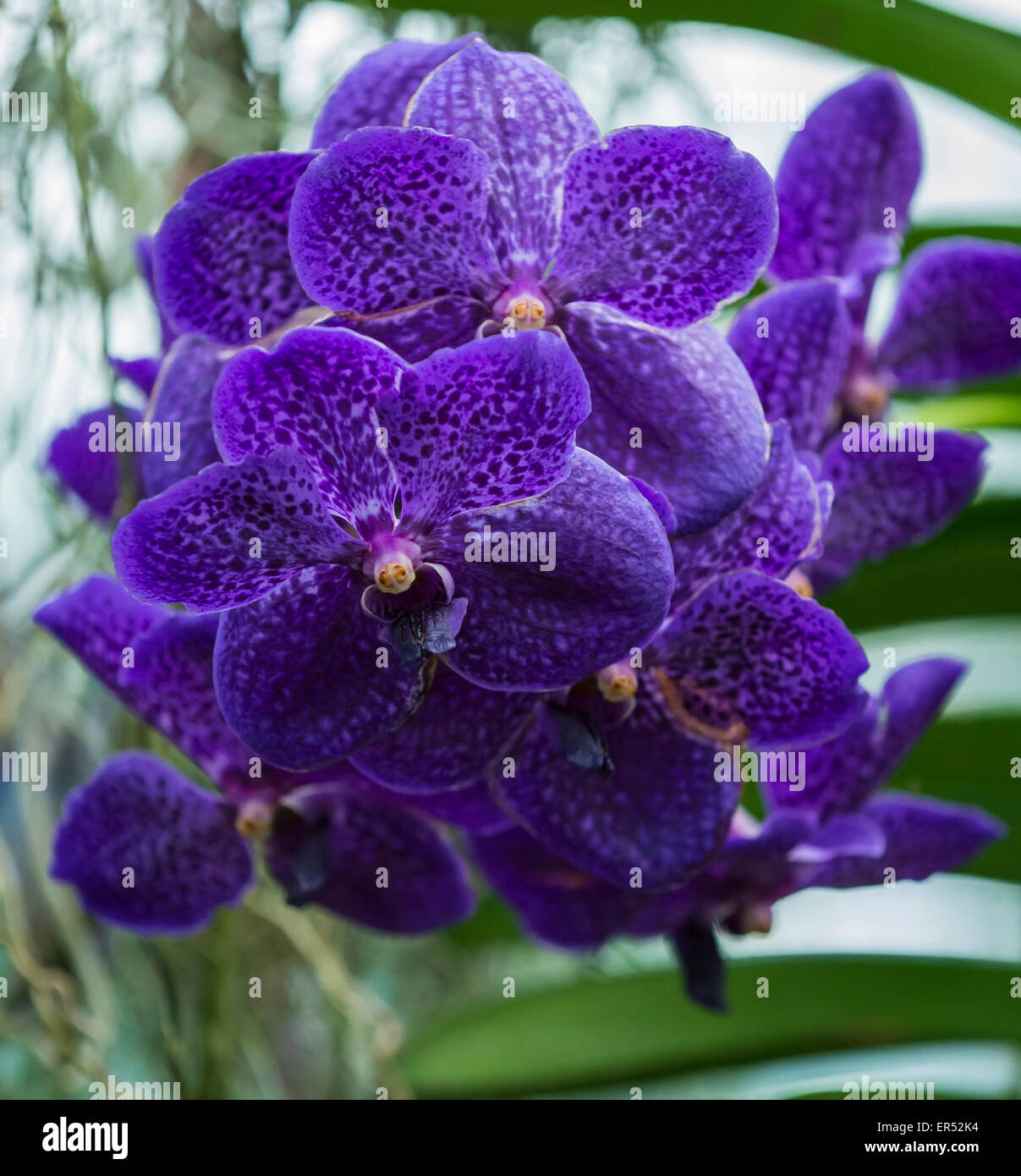 greenhouse Orchids orchid name from Greek testicle orchidaceae flora ...