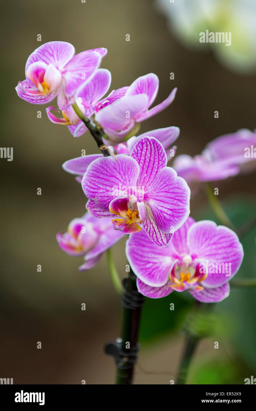 greenhouse Orchids orchid name from Greek testicle orchidaceae flora ...