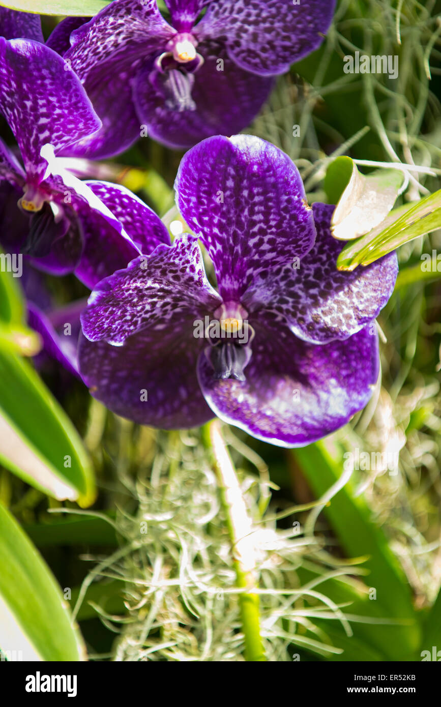 greenhouse Orchids orchid name from Greek testicle orchidaceae flora ...