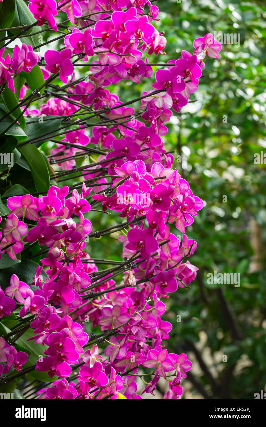 greenhouse Orchids orchid name from Greek testicle orchidaceae flora ...