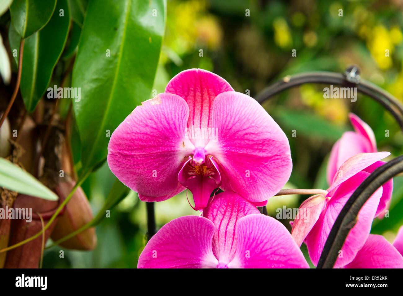 greenhouse Orchids orchid name from Greek testicle orchidaceae flora ...