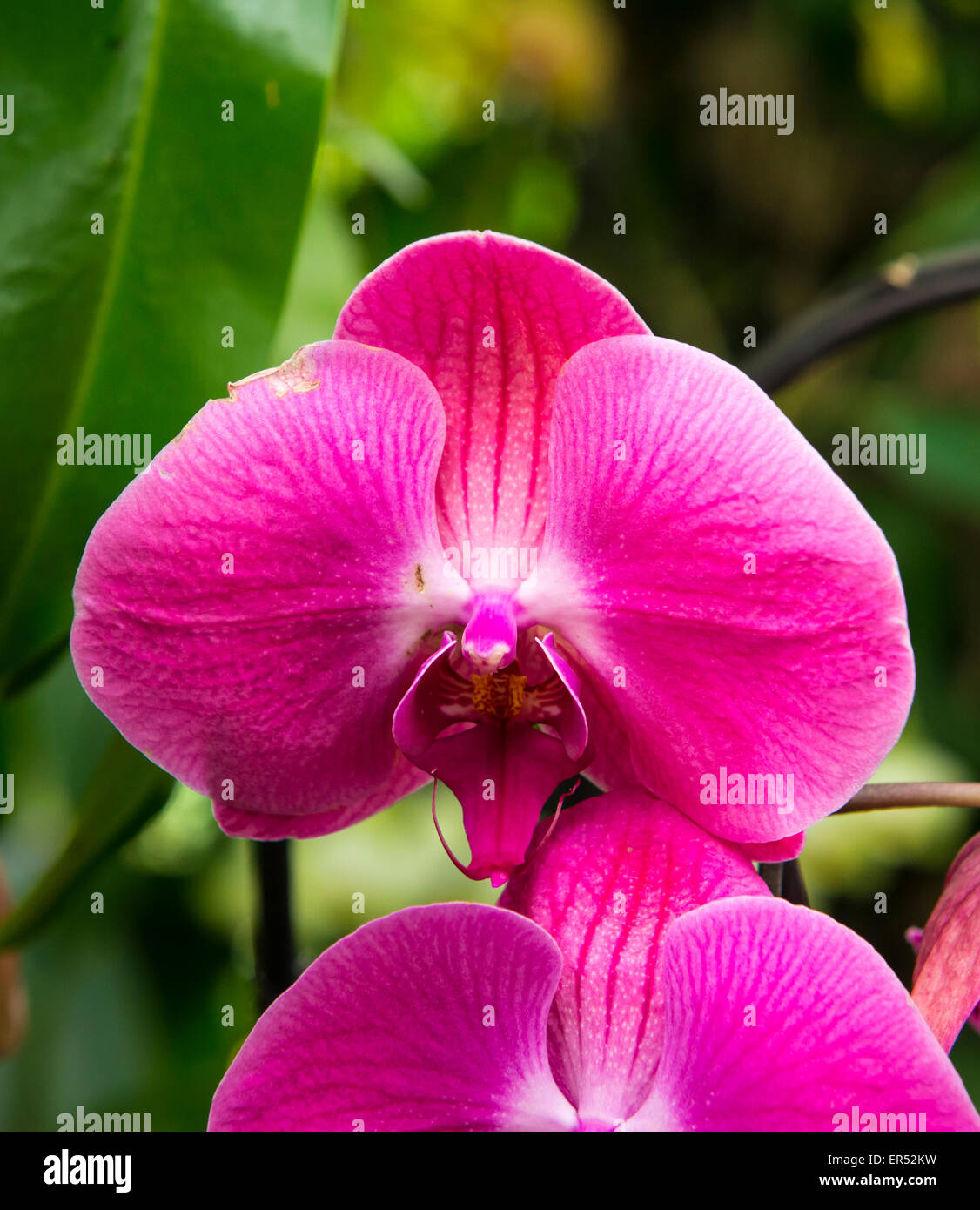 greenhouse Orchids orchid name from Greek testicle orchidaceae flora ...