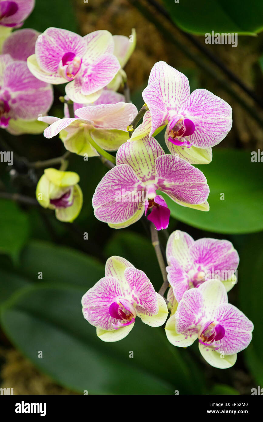 greenhouse Orchids orchid name from Greek testicle orchidaceae flora ...