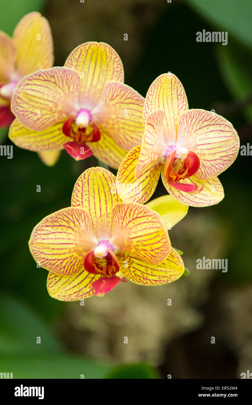 Testicle High Resolution Stock Photography and Images - Alamy