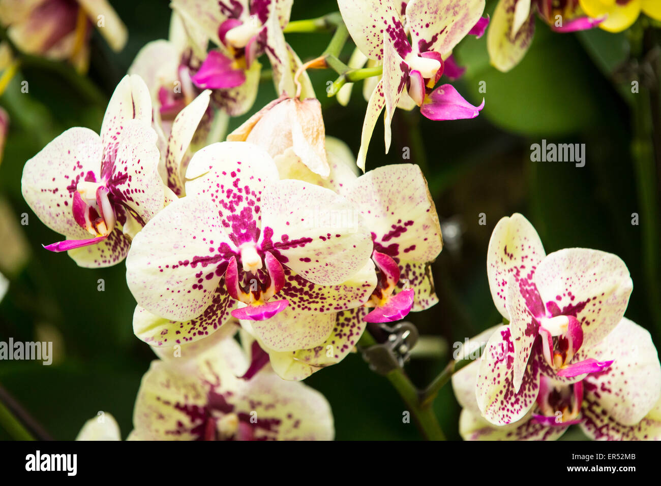 greenhouse Orchids orchid name from Greek testicle orchidaceae flora ...