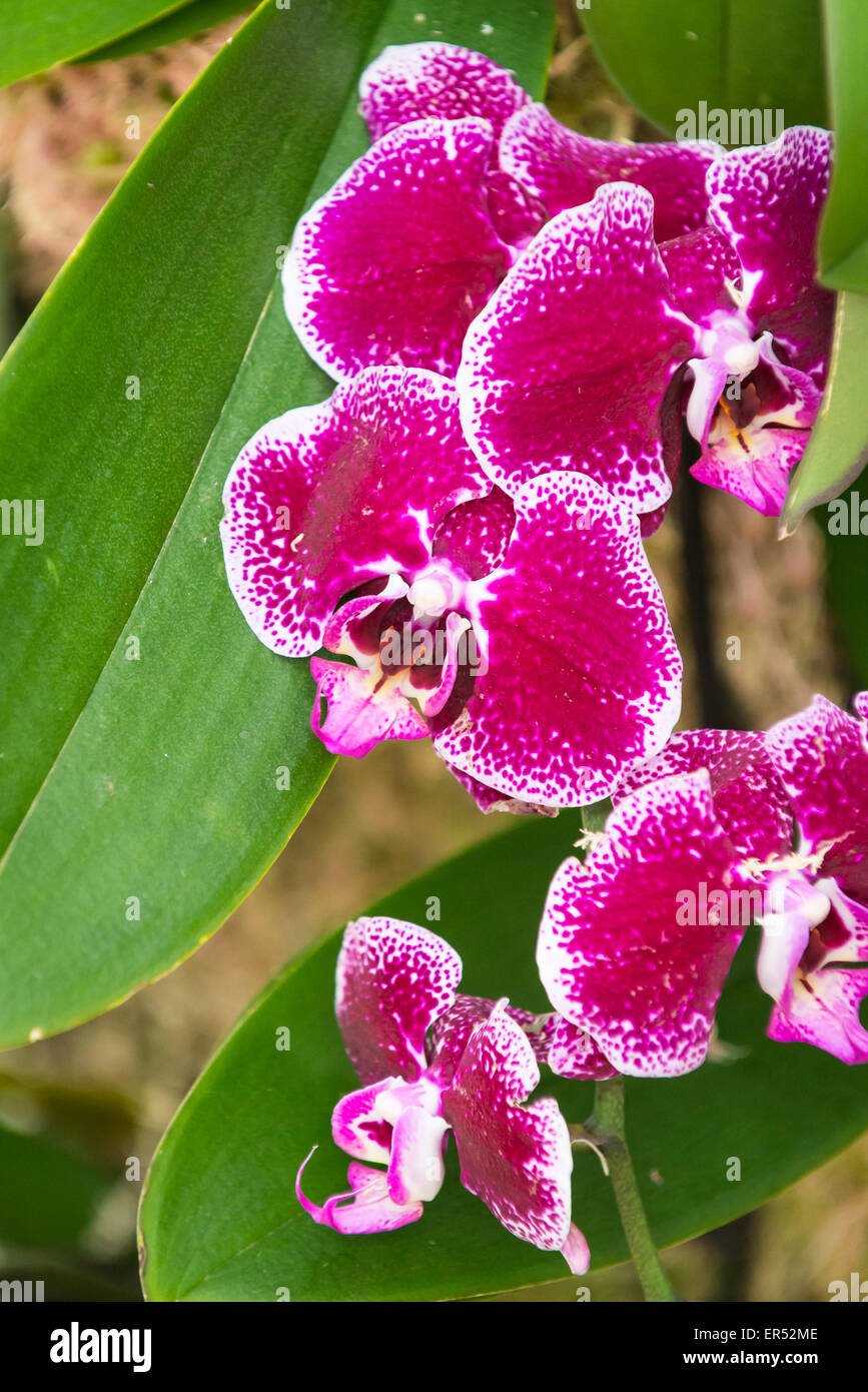 greenhouse Orchids orchid name from Greek testicle orchidaceae flora ...