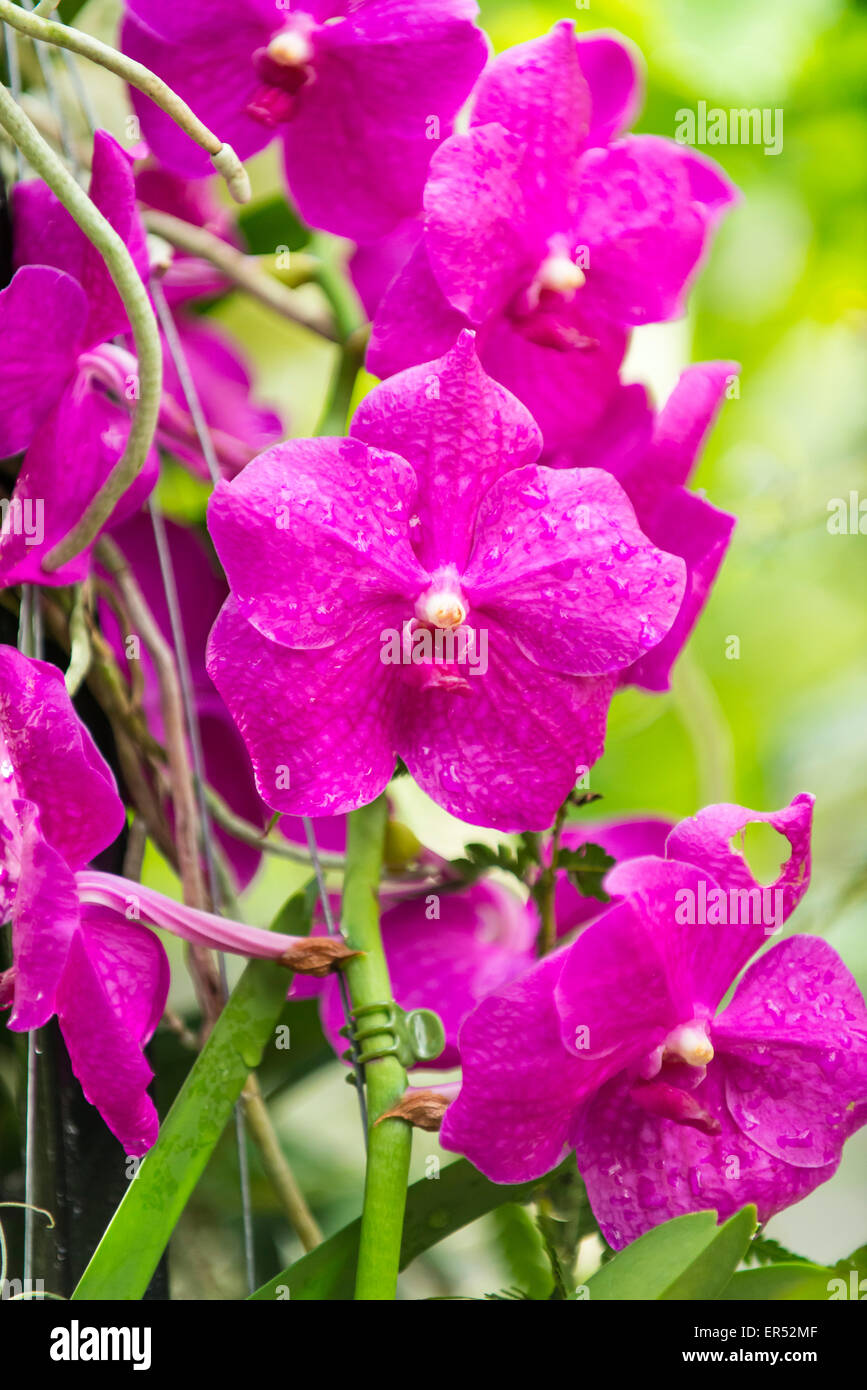 greenhouse Orchids orchid name from Greek testicle orchidaceae flora ...