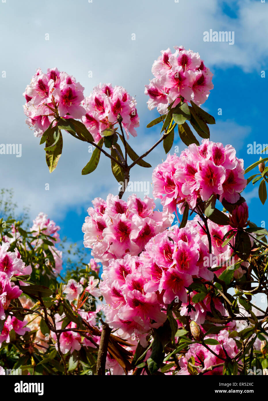 Rhododendrons in spring at Lea Gardens a popular tourist attraction ...
