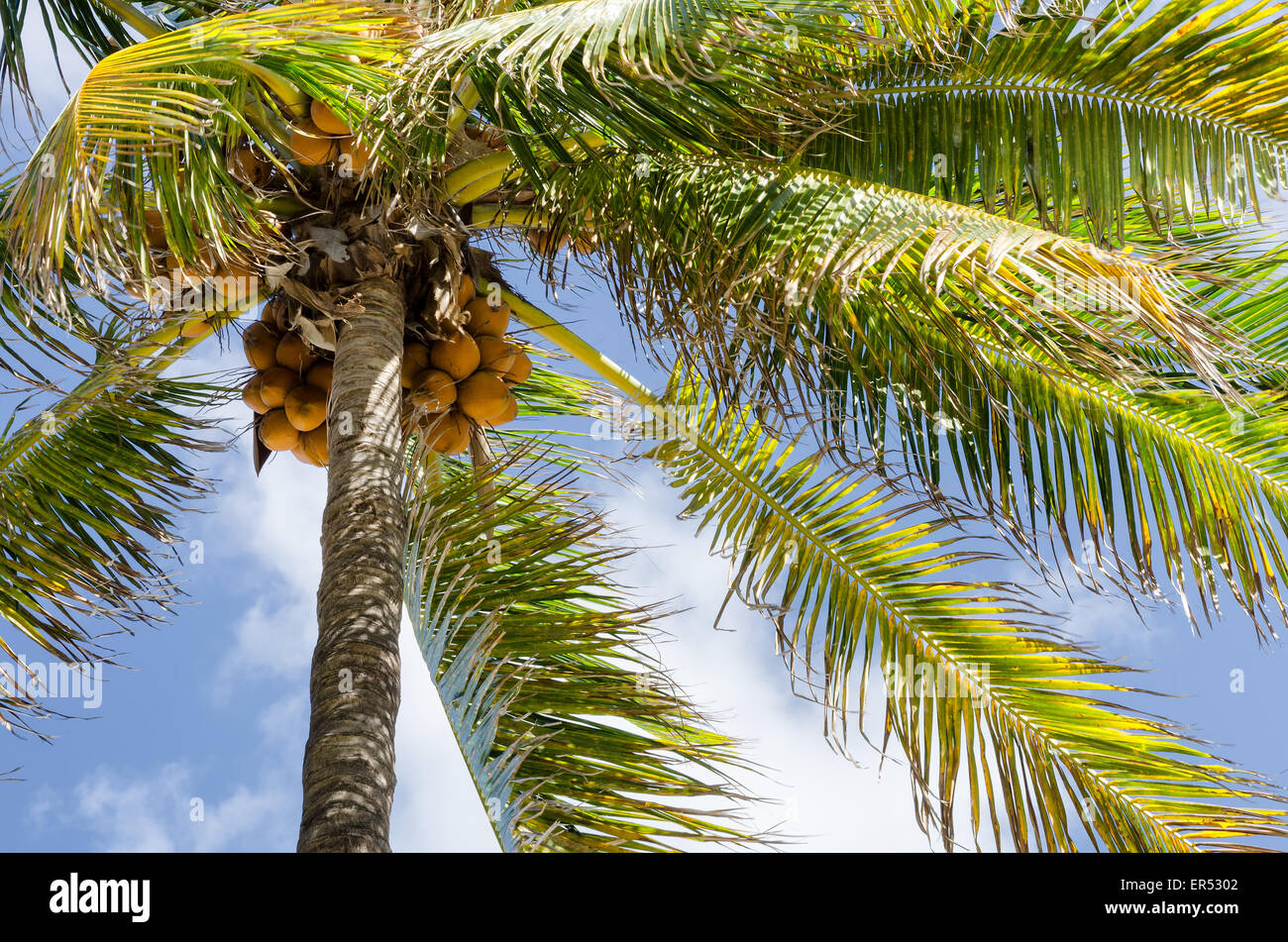 Miami beach, Florida coconut tree Stock Photo - Alamy