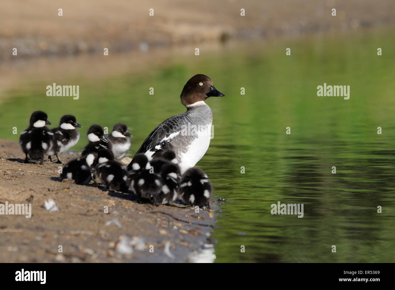Female Common Goldeneye with her brood Stock Photo - Alamy