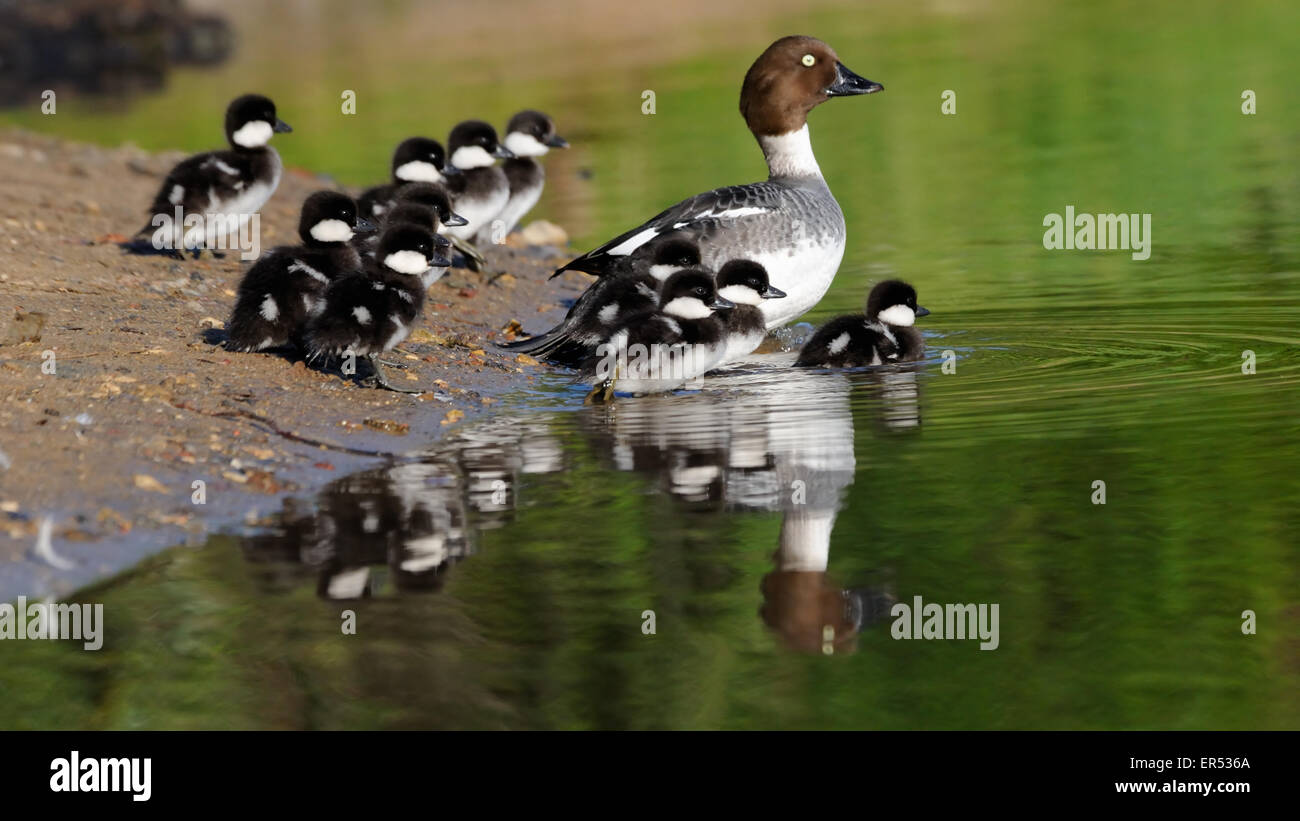 Female Common Goldeneye with her brood Stock Photo - Alamy