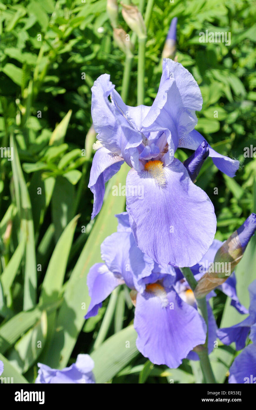 Blue flag iris Stock Photo - Alamy
